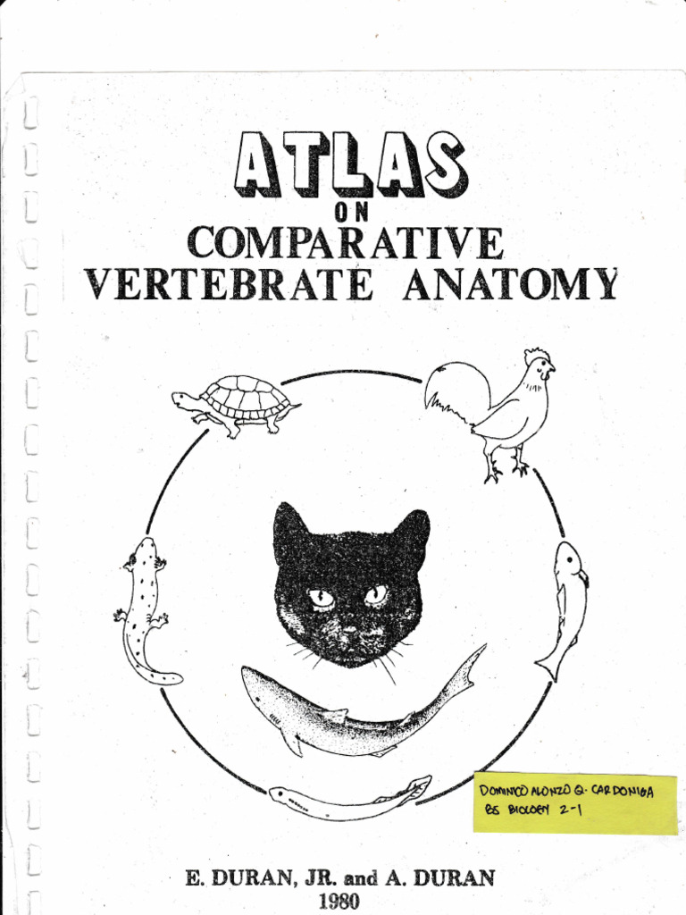 Comparative Vertebrate Anatomy | PDF | Anatomical Terms Of Location ...