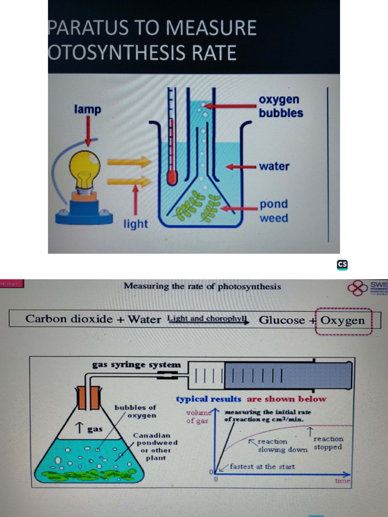 Photosynthesis Experiments | PDF