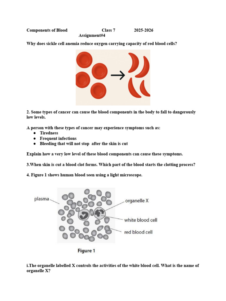 Assignment-4 Components of Blood Class 7 2025-2026 | PDF