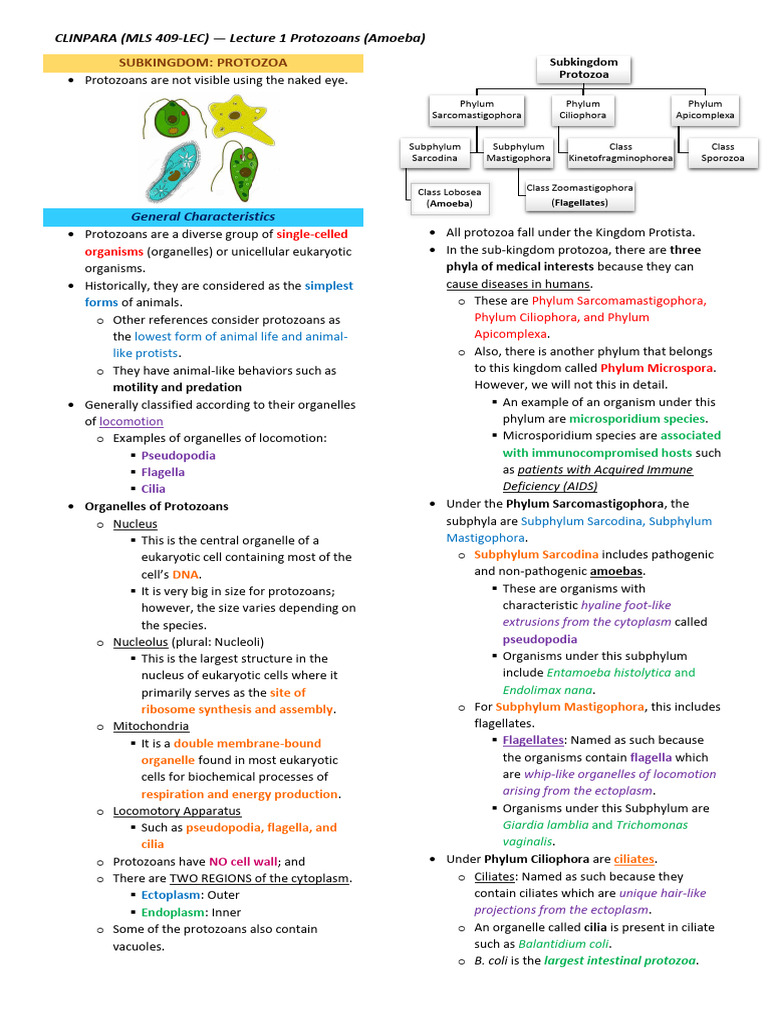 Lecture 1 - Protozoans (Amoeba) | PDF | Protozoa | Biology