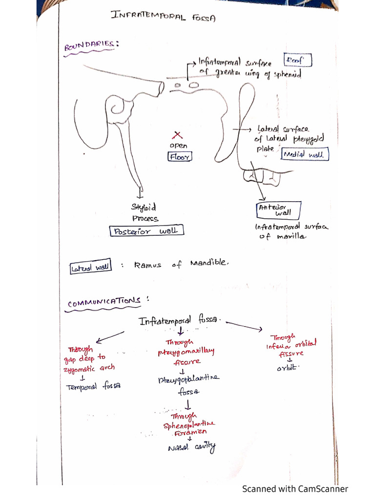 TM Joint and It Fossa by Prabhanjan.k.k | PDF
