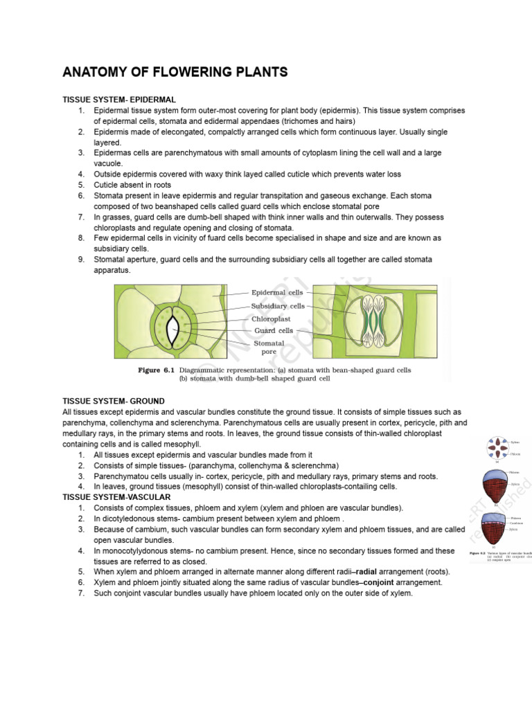 Anatomy of Flowering Plants | PDF | Leaf | Tissue (Biology)