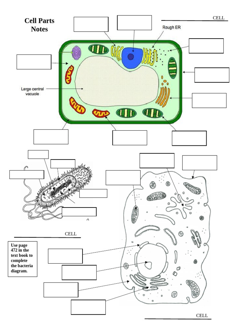 Cell Parts Diagrams and Table 2021 | PDF