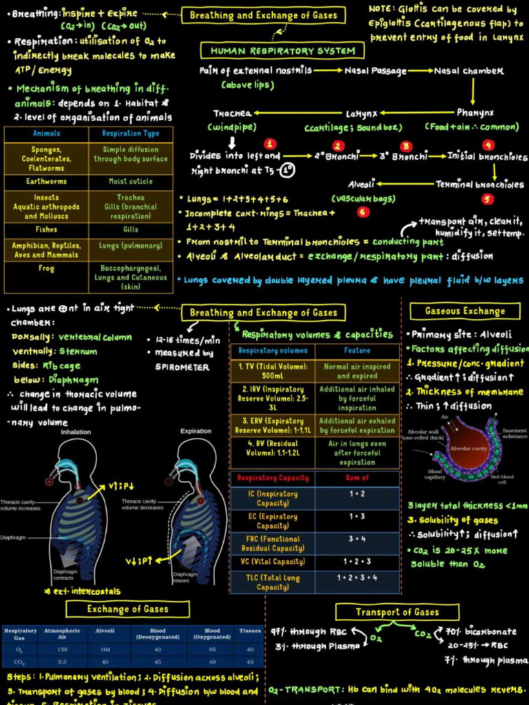 Breathing Short Notes Pdf