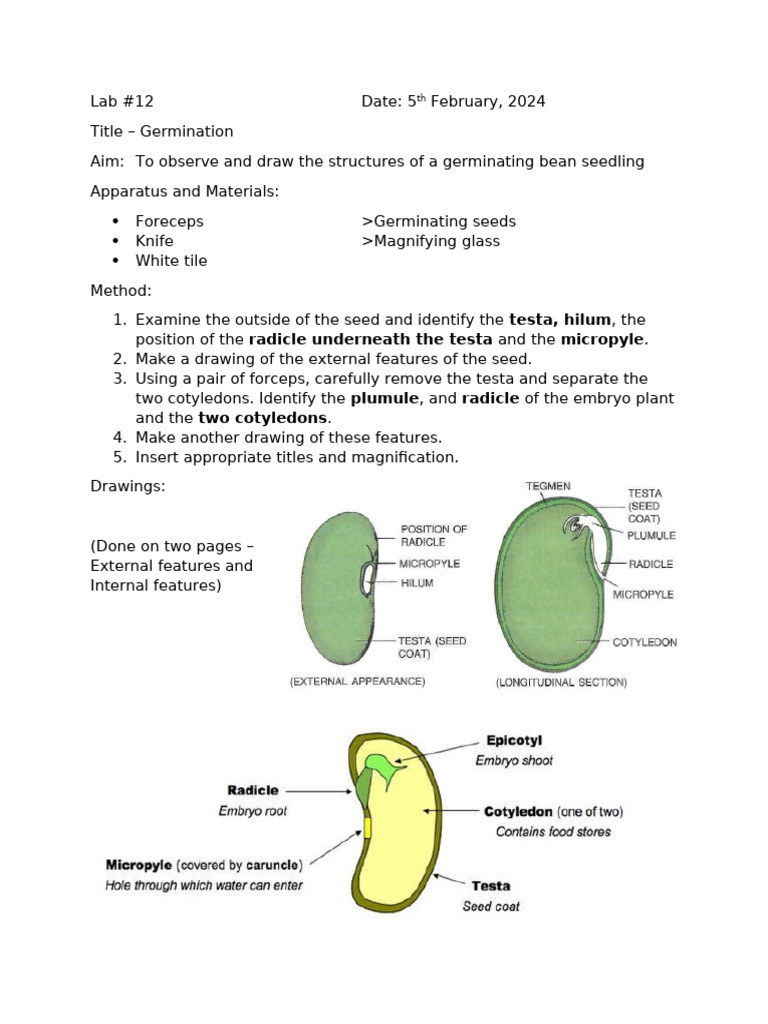 Drawing Germination Structures | PDF | Seed | Germination