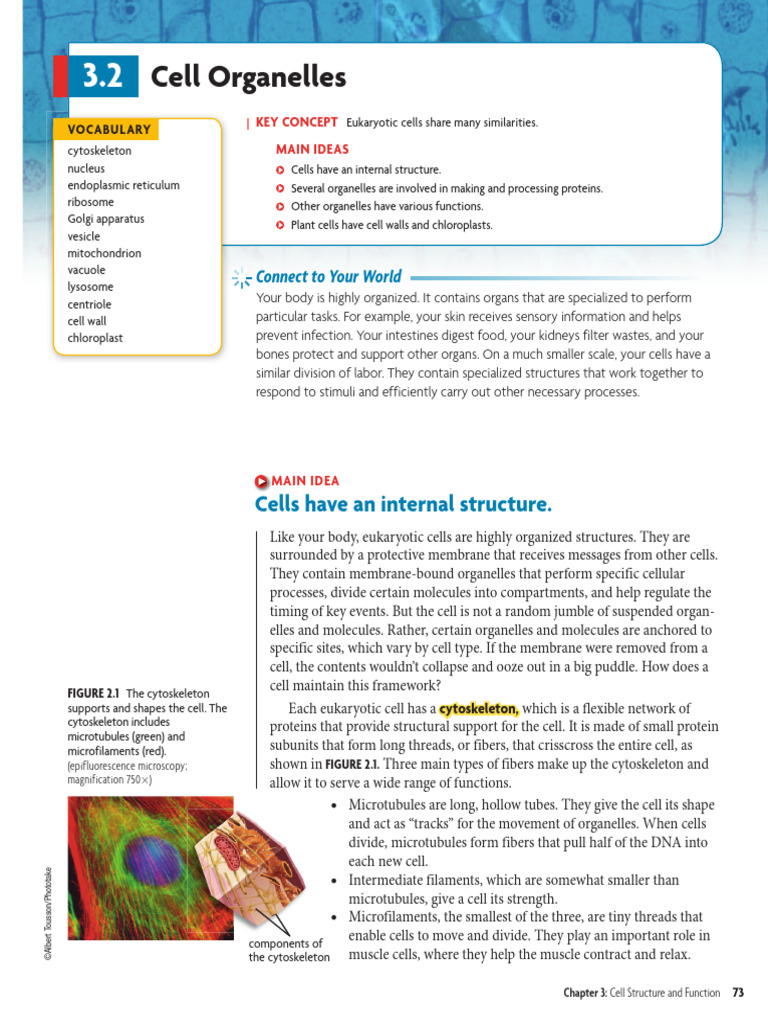 Unit 2 Chapter 3 Lesson 3.2 Cell Organelles | PDF | Endoplasmic ...