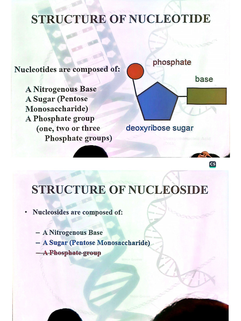 Nucleotides | PDF
