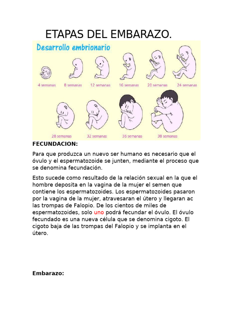Etapas del Embarazo y Parto | PDF | Parto | El embarazo