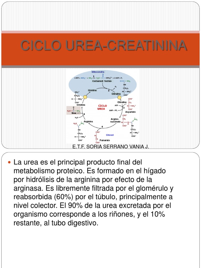 Ciclo Urea Creatinina | PDF