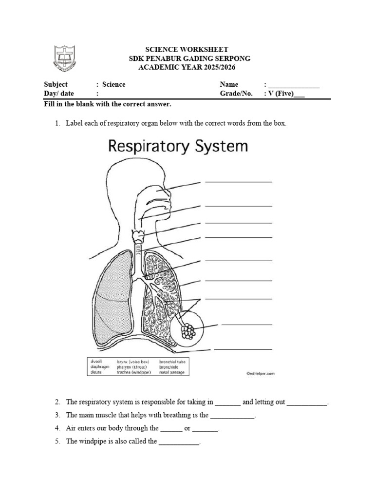 Grade 5 Science Worksheet: Respiratory System | PDF