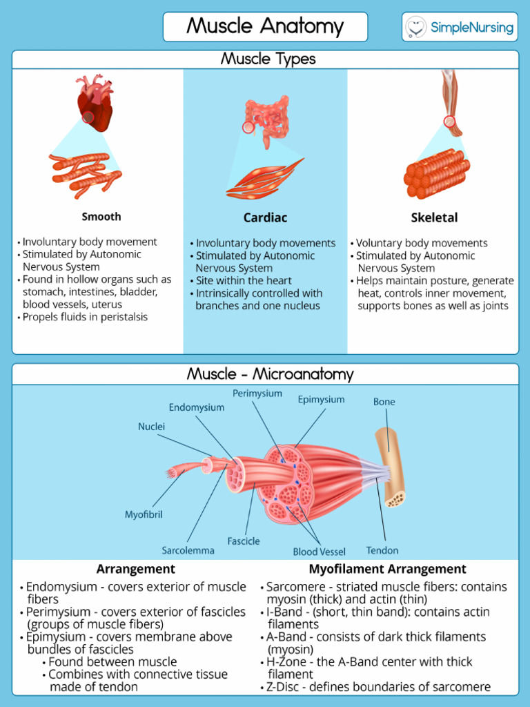 Muscle Anatomy 1 | PDF