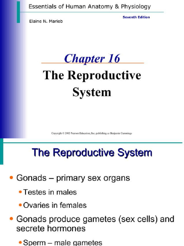 ANAPHY Chapter 16 Reproductive System | PDF