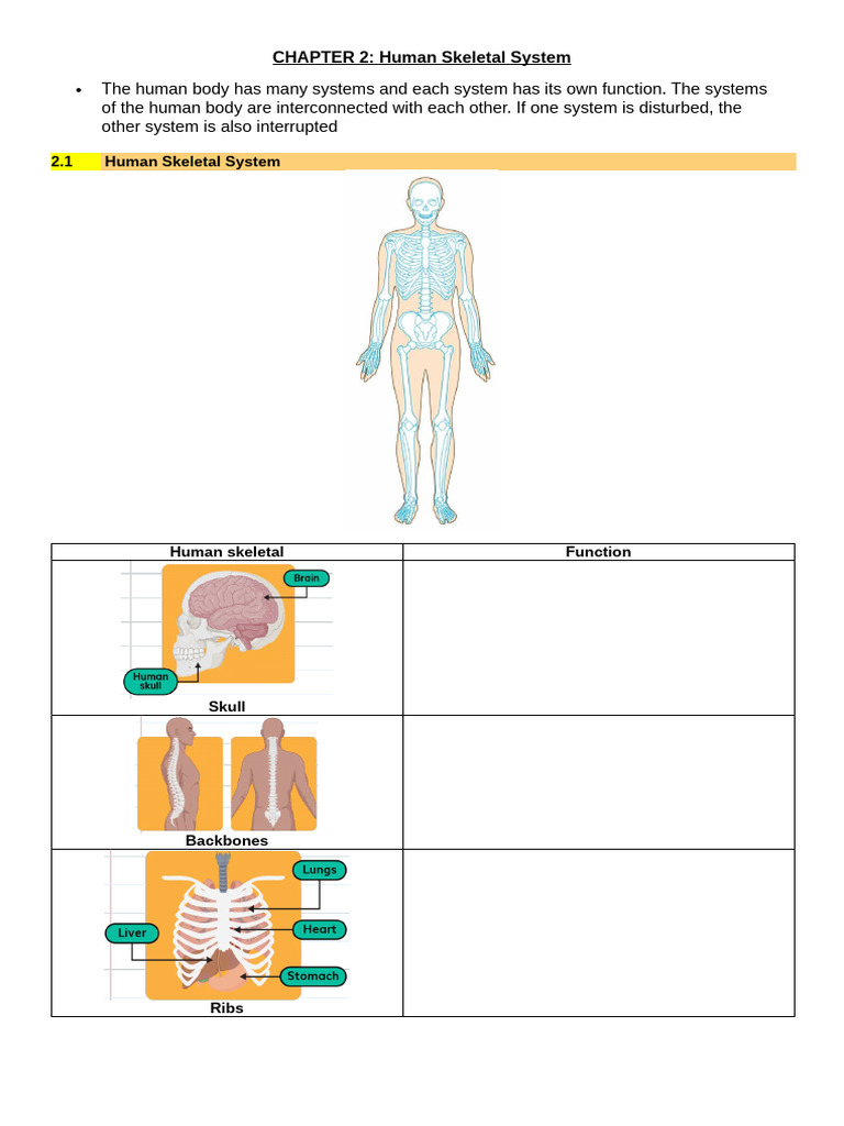 (Nota) Human Skeletal System | PDF