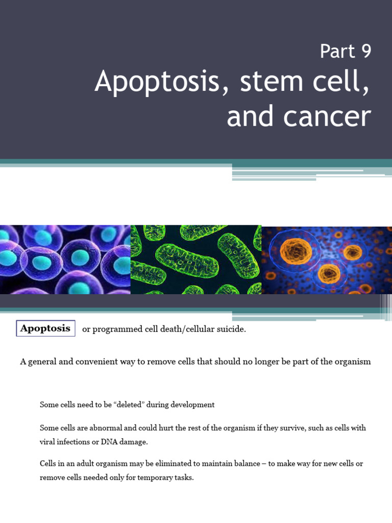 Lecture 9 Apoptosis Cancer and Stem Cells ST | PDF | Cell Potency ...