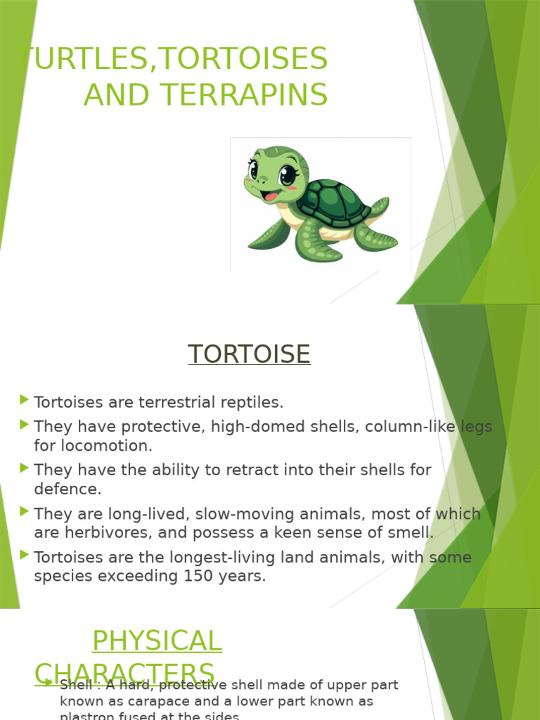 Turtles, Tortoises and Terrapins | PDF | Turtle | Zoology