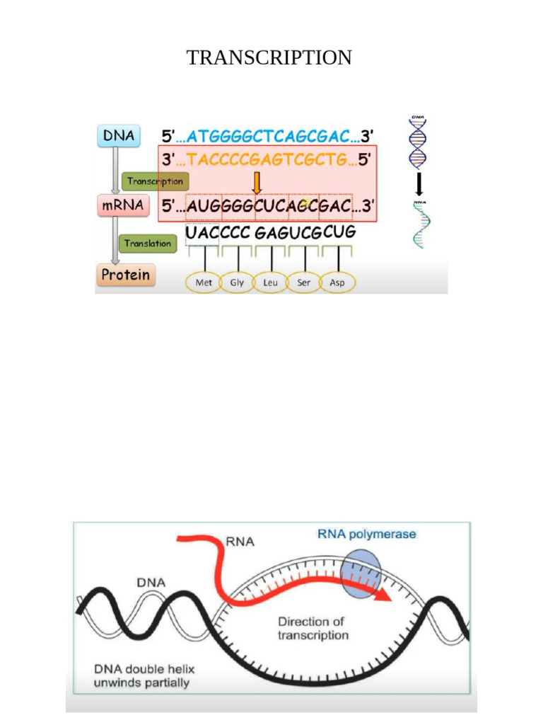 Prokaryotic Transcription Process Explained | PDF