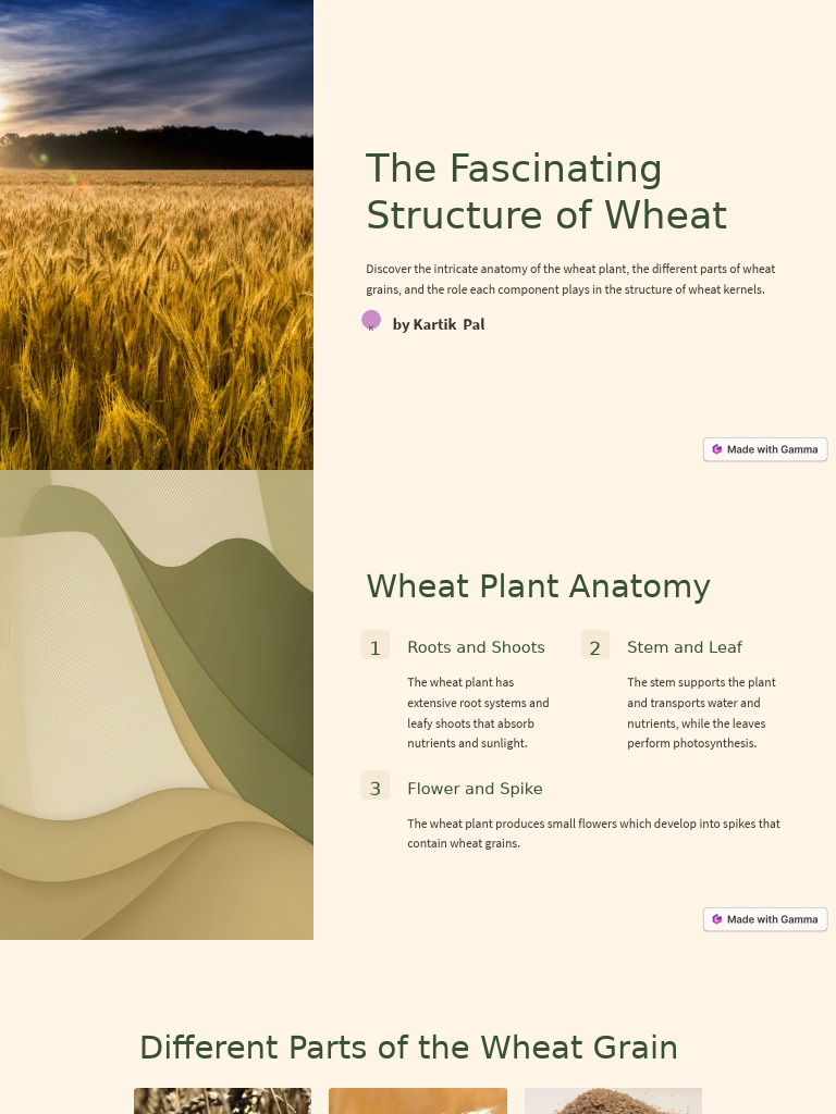The Fascinating Structure of Wheat | PDF | Whole Grain | Flour