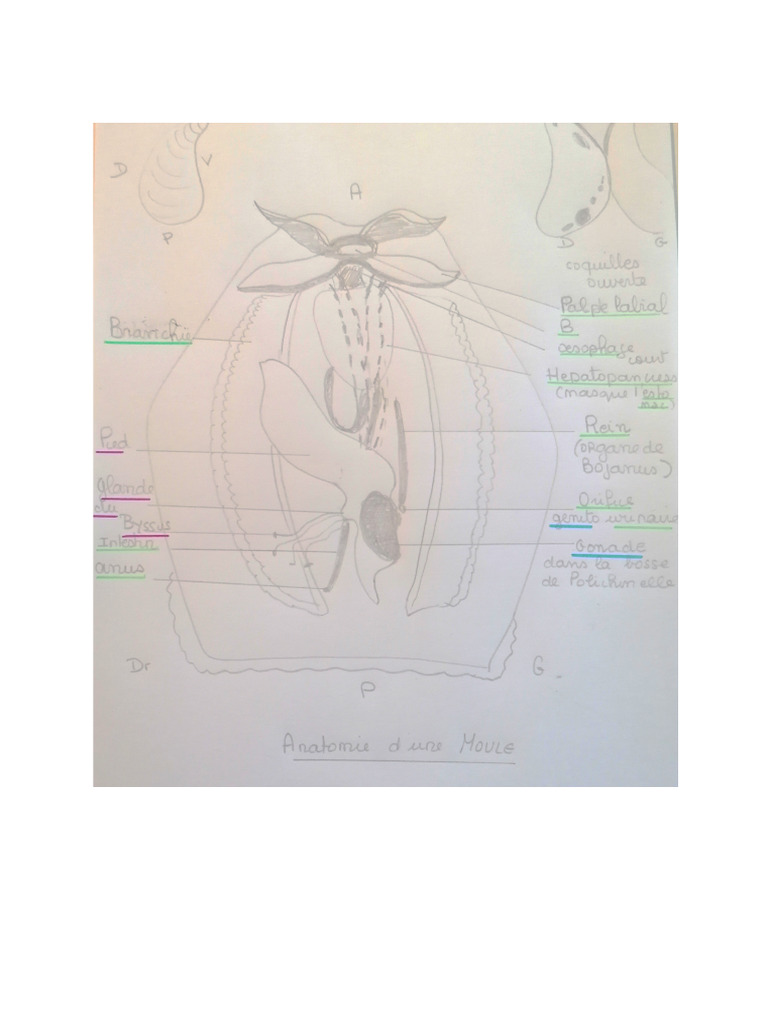Anatomie Moule | PDF