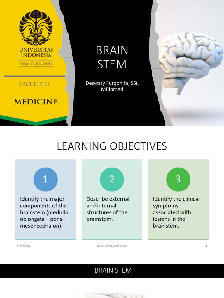 Brainstem | PDF | Brainstem | Neuroanatomy