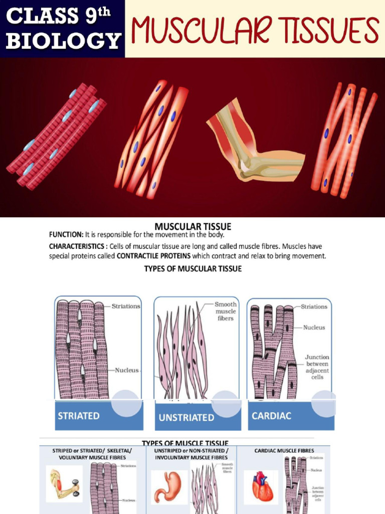 Class 9 PPT (Mucular Tissue, Nervous Tissue) | PDF