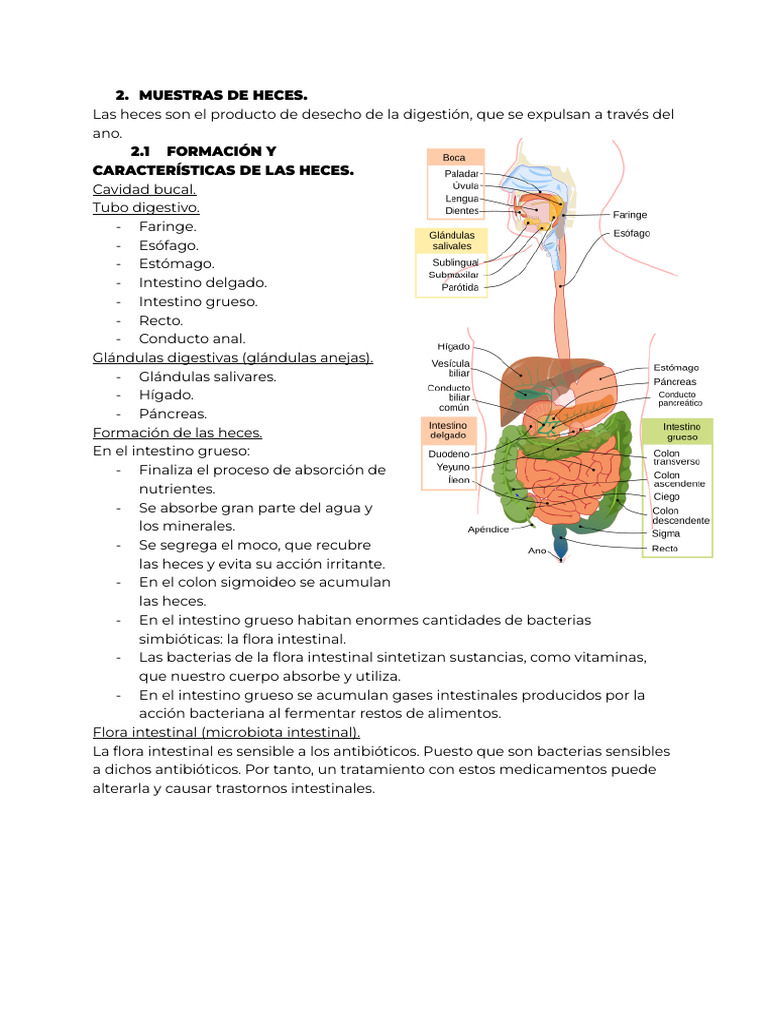 Análisis y Formación de Heces | PDF | Heces | Tracto gastrointestinal