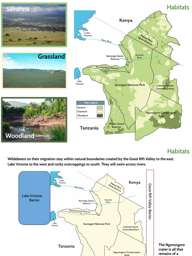 B.1 Lesson 2 Scavenger Hunt Images | PDF | Zoology