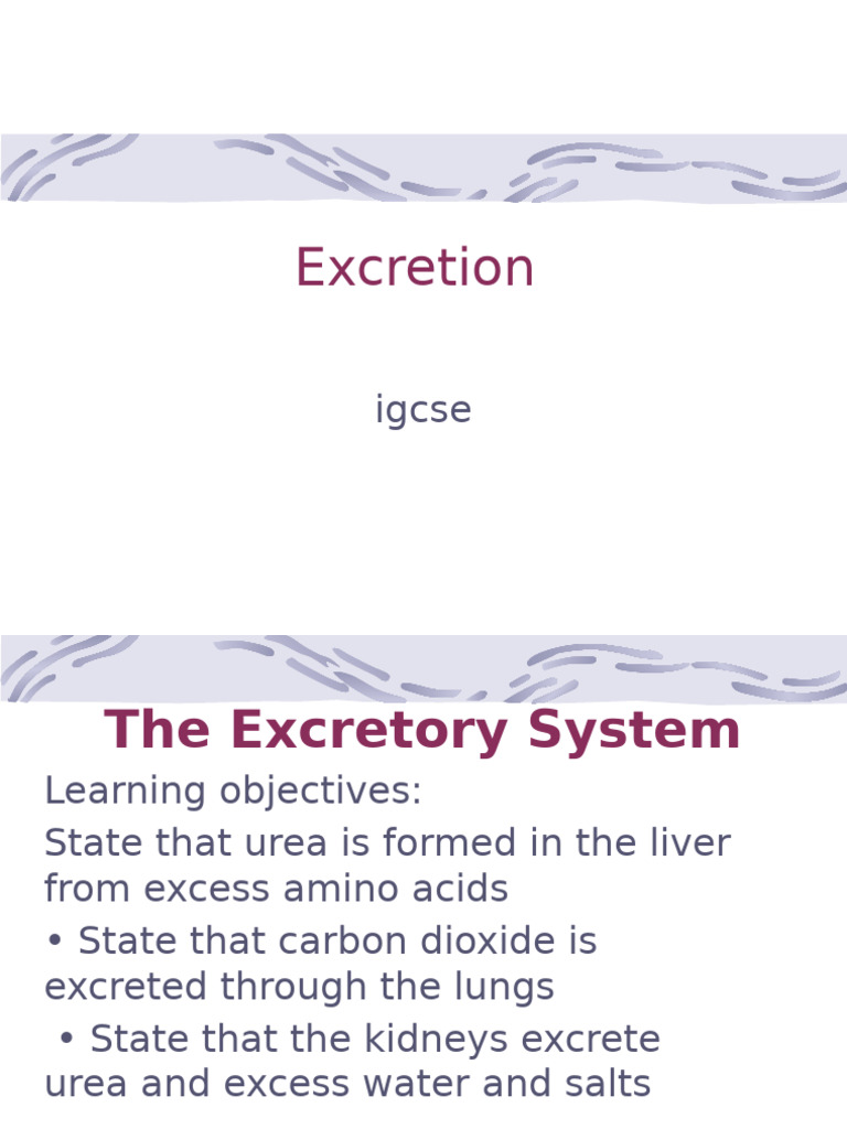 Excretion Igcse | PDF | Kidney | Organ (Anatomy)