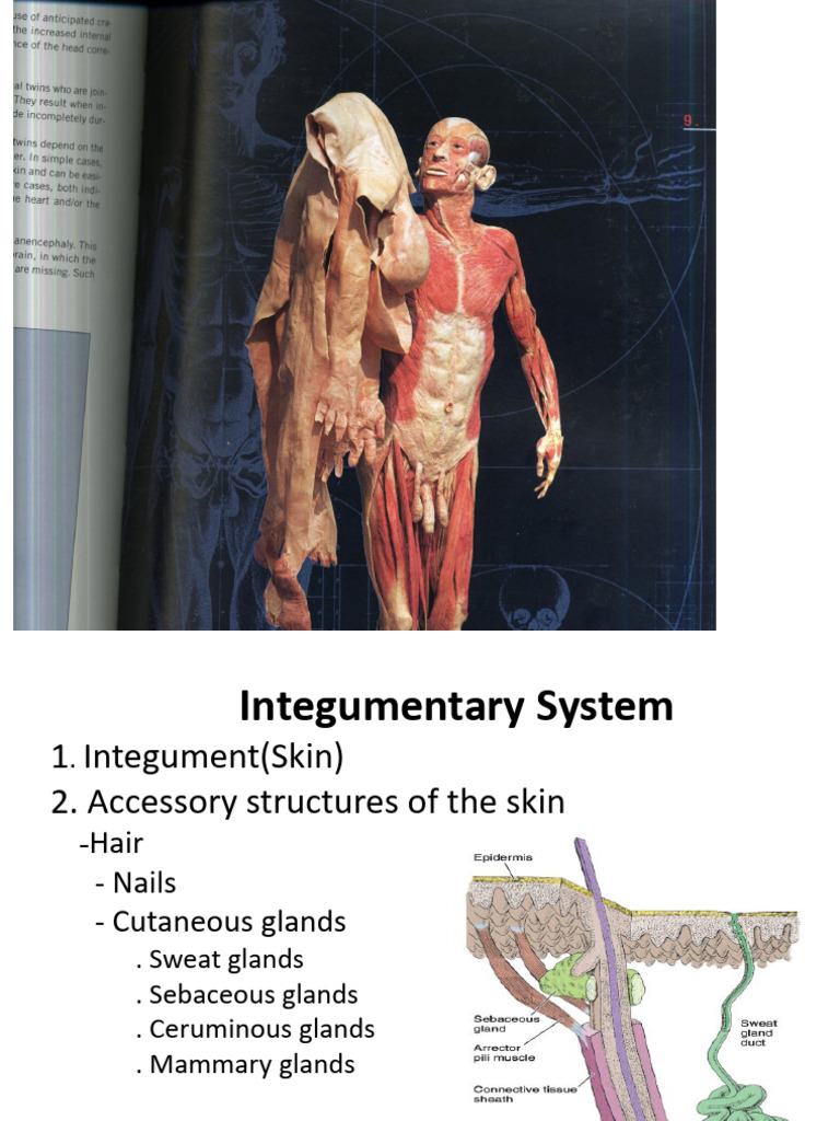 Integumentary System Overview and Functions | PDF | Integumentary ...
