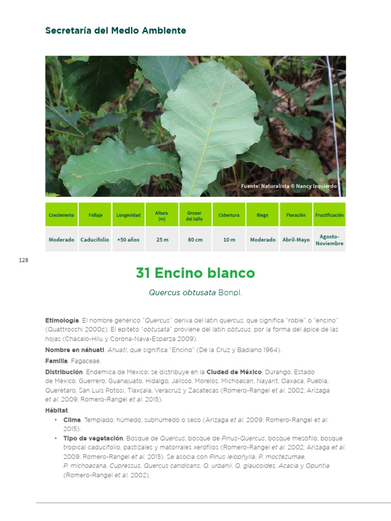 Características del Encino Blanco | PDF | Roble | Arboles