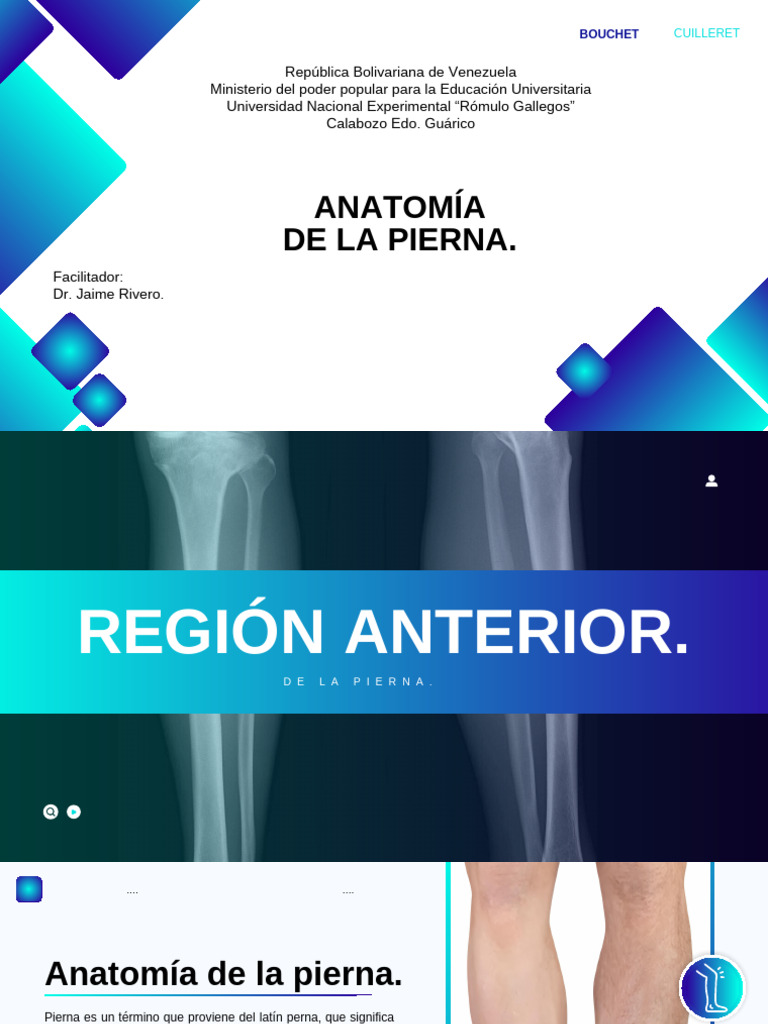 Anatomía de la Pierna: Estructura y Función | PDF | Pie | Dedo del pie