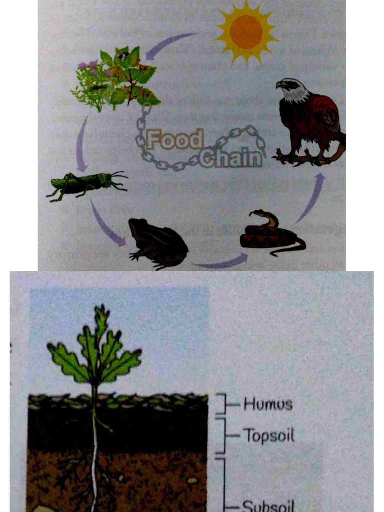 Class 8th Diagram | PDF