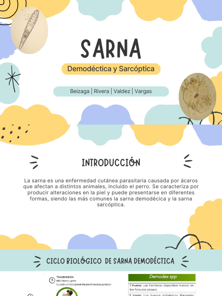 Guía sobre Sarna en Perros: Tipos y Tratamiento | PDF | Especialidades ...