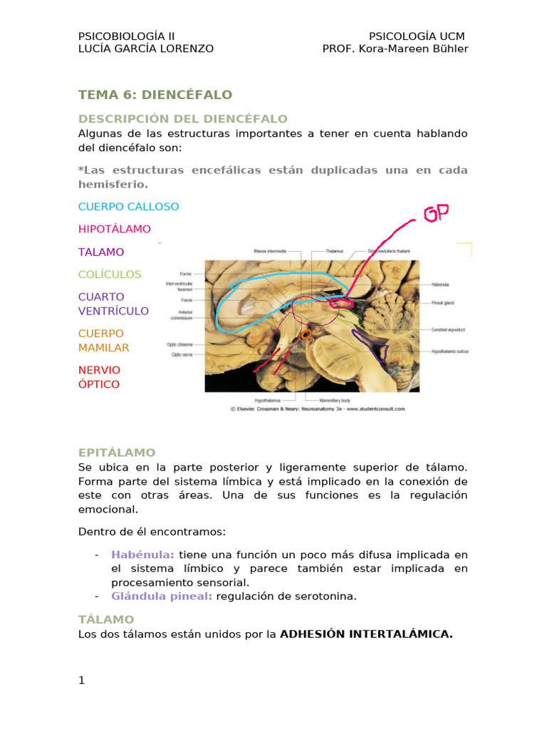 Adhesión Intertalámica en el Diencéfalo | PDF | Tálamo | Cerebelo