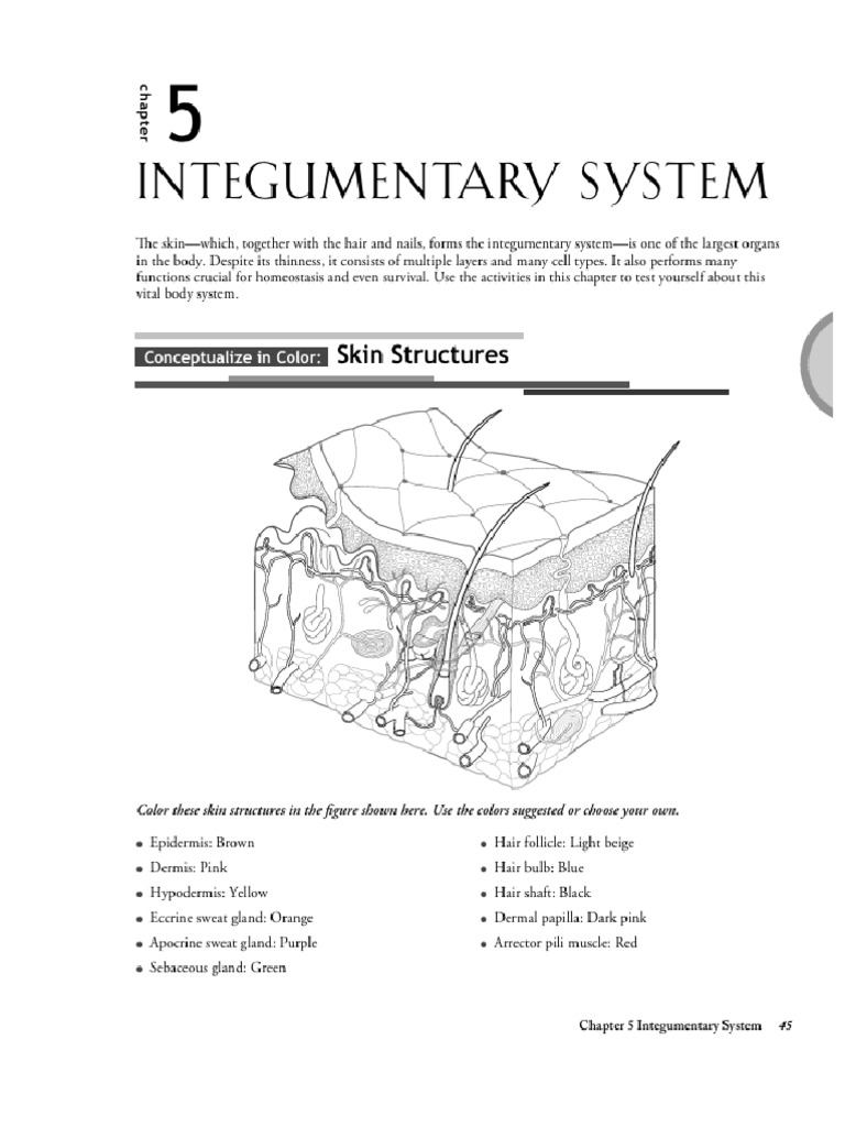 Integum.-Worksheets On The Integumentary System-01 | PDF