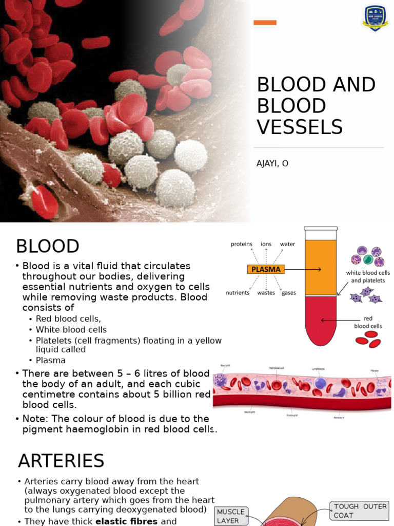 Blood and Blood Vessels | PDF | Artery | Platelet