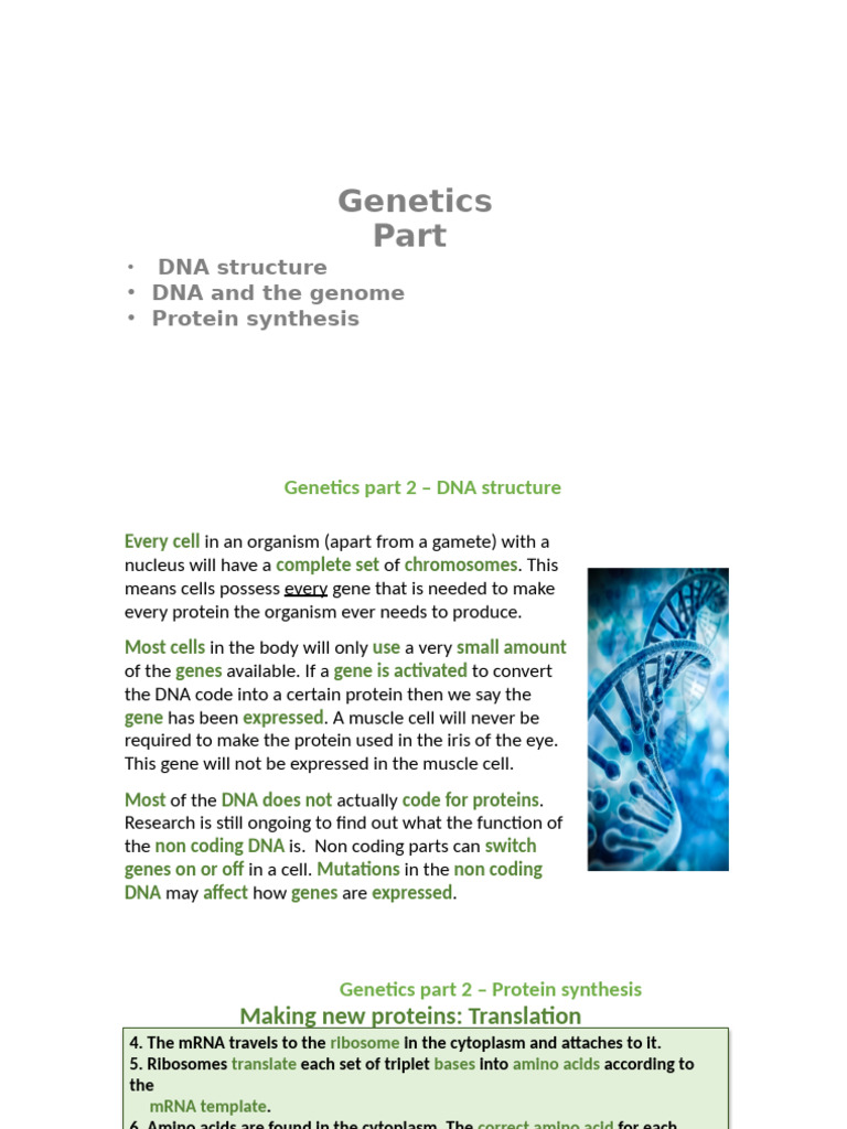 DNA Structure and Protien Synthesis | PDF | Dna | Gene