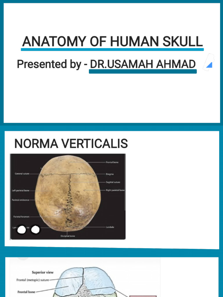 Anatomy of Human Skull | PDF