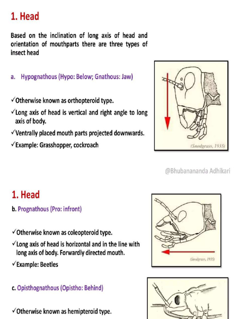 Insect Thorax | PDF