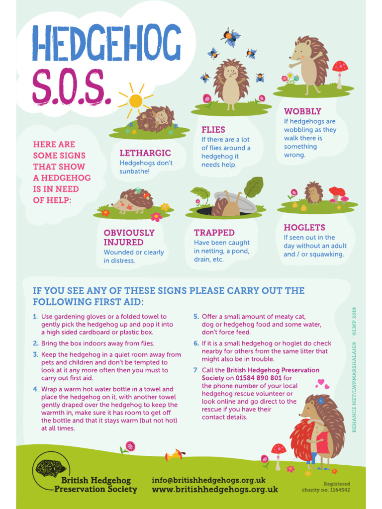 Hedgehog SOS Poster | PDF