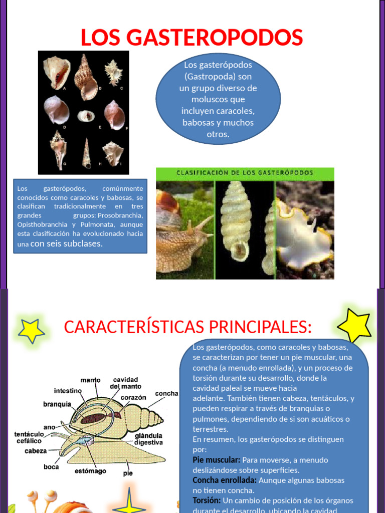 Los Gasteropodos | PDF | Moluscos