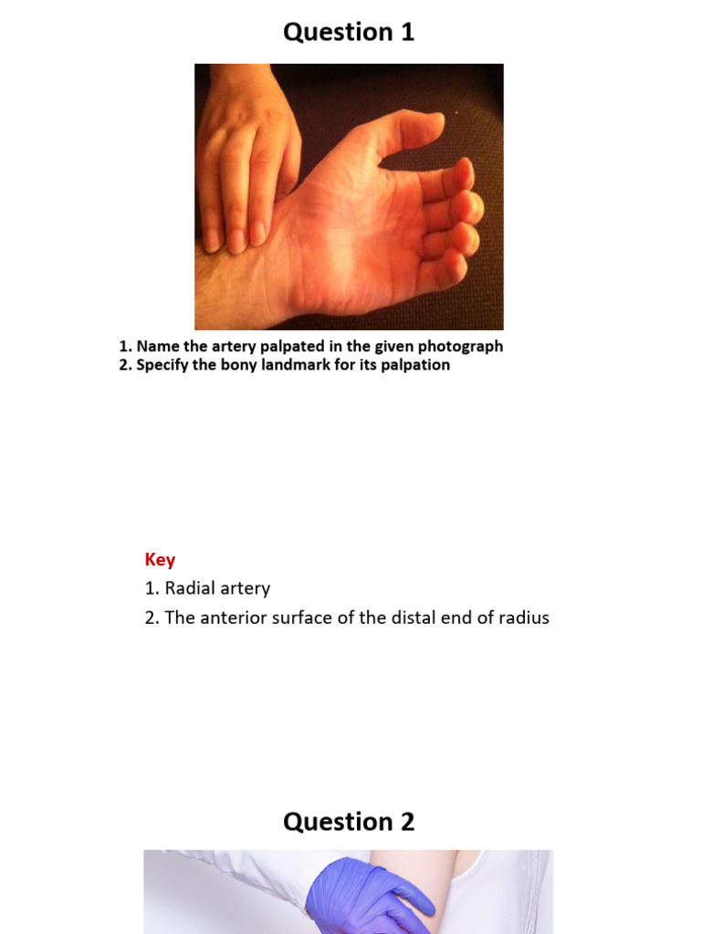 Anatomy Palpation and Muscle Identification Guide | PDF | Thumb ...