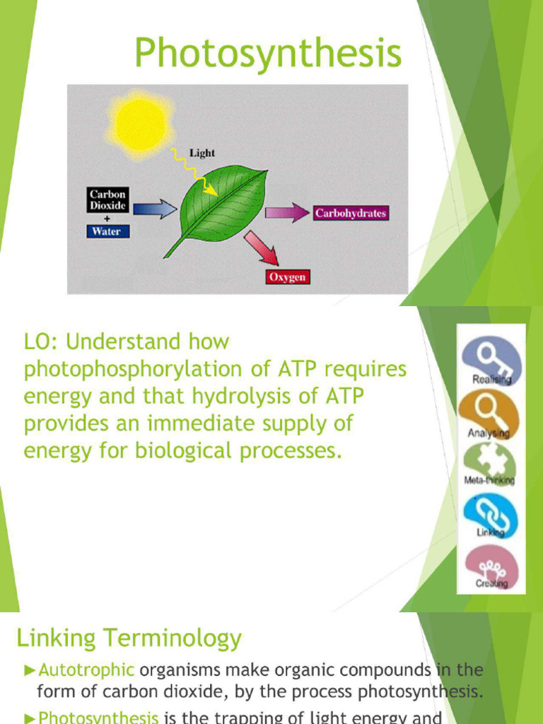 5A Photosynthesis | PDF