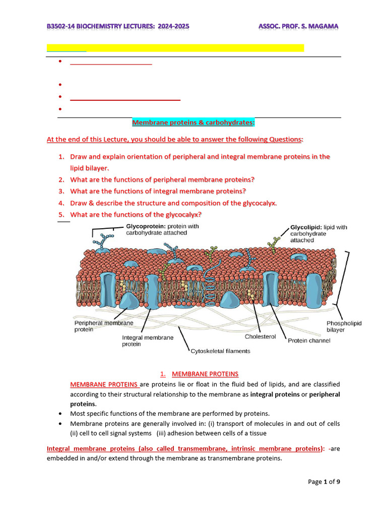 2024-2025-B3502-Lecture 3+membrane Proteins and Carbohydrates | PDF ...
