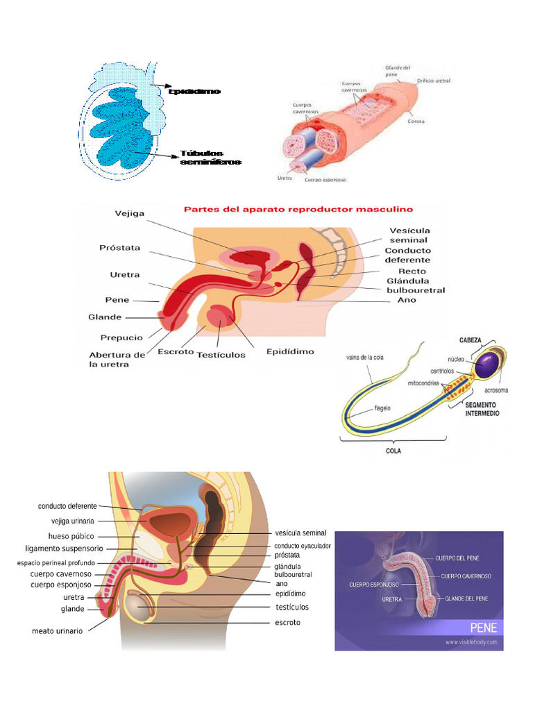 Dibujos ARM ARF 2025 | PDF