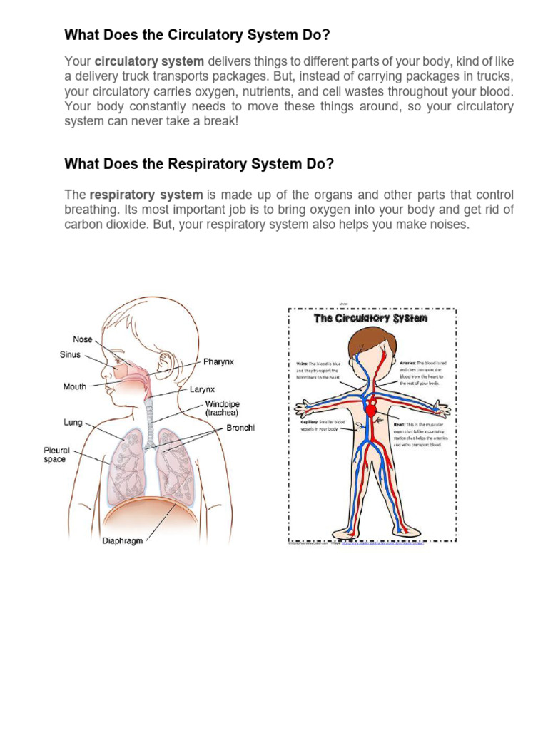 What Does The Circulatory System Do | PDF