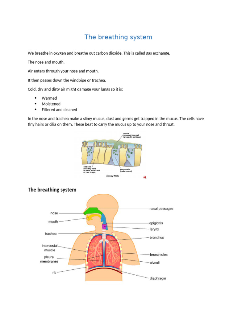 Respiratory System Anatomy Overview | PDF | Breathing | Respiratory System