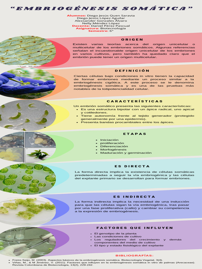 Embriogénesis Somática | PDF | Embrión | Procesos biologicos