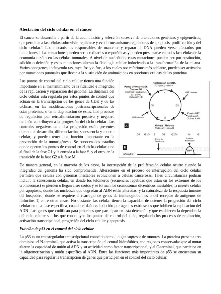 Impacto del ciclo celular en el cáncer | PDF | P53 | Ciclo celular