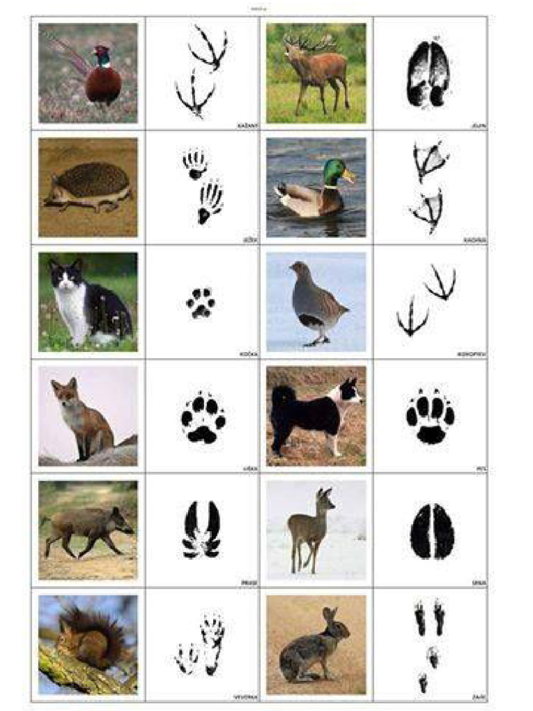 El Animal y Su Huella | PDF