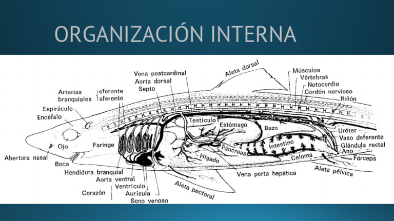 Clase Condrictios - PPTX - 20250914 - 124008 - 0000 | PDF